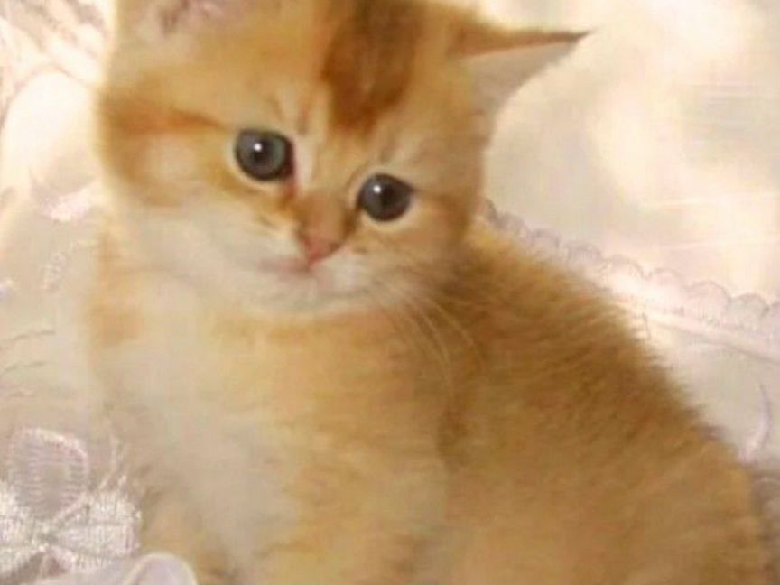 Шотландские золотые милашки