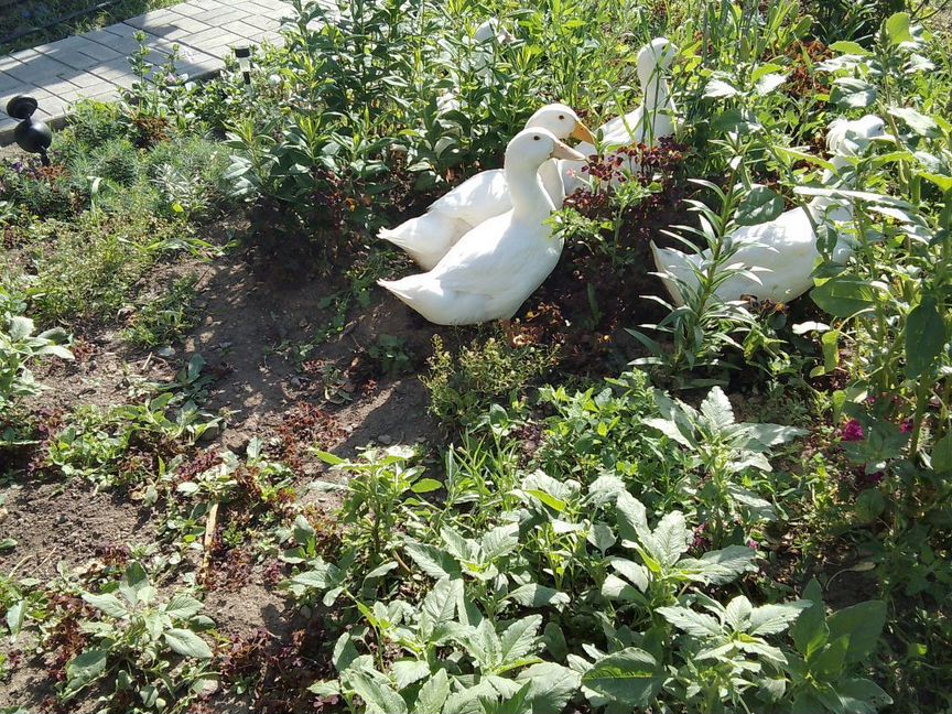 Утка агидель бройлер