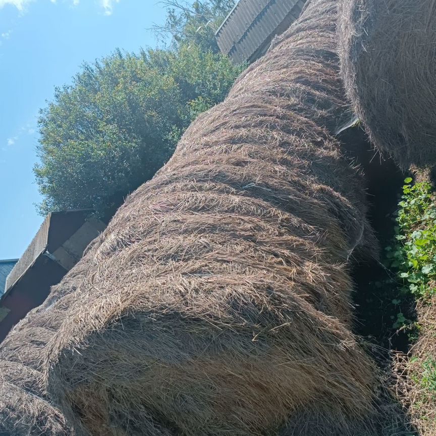 Сено прошлогоднее, 350 кг тюк