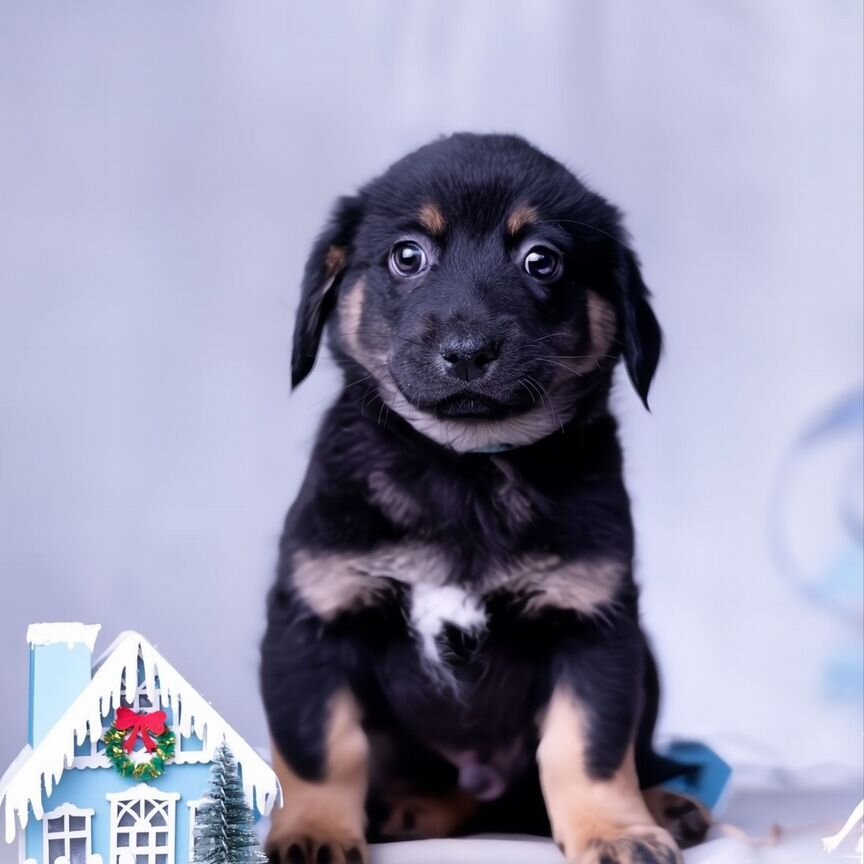 Щенок в добрые руки