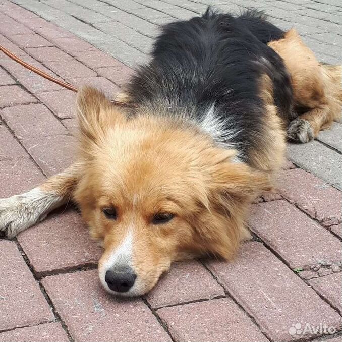 Прекрасная собака Зайка в добрые руки