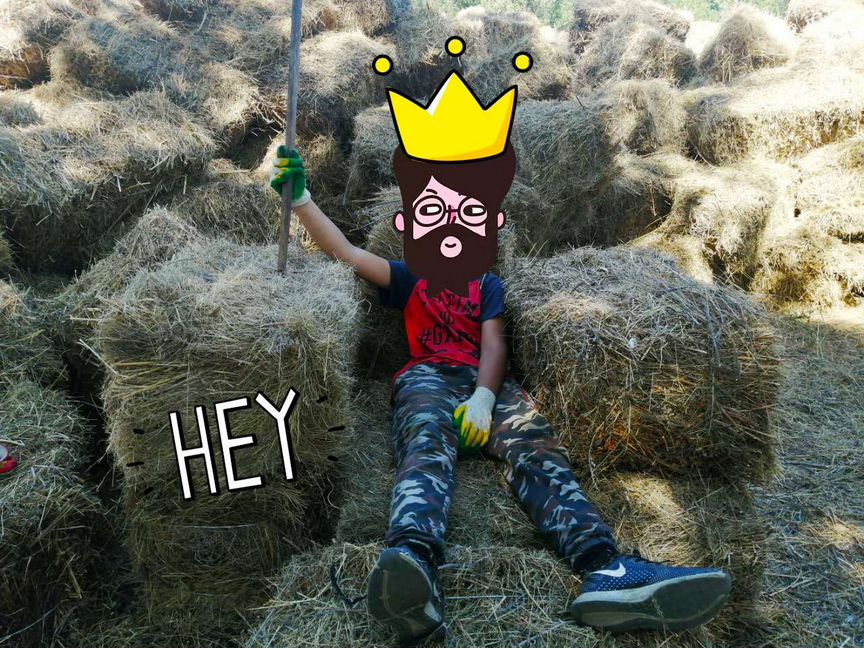 Сено в кипах