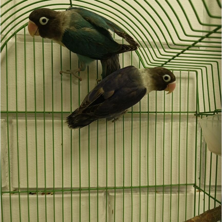 Попугай неразлучник