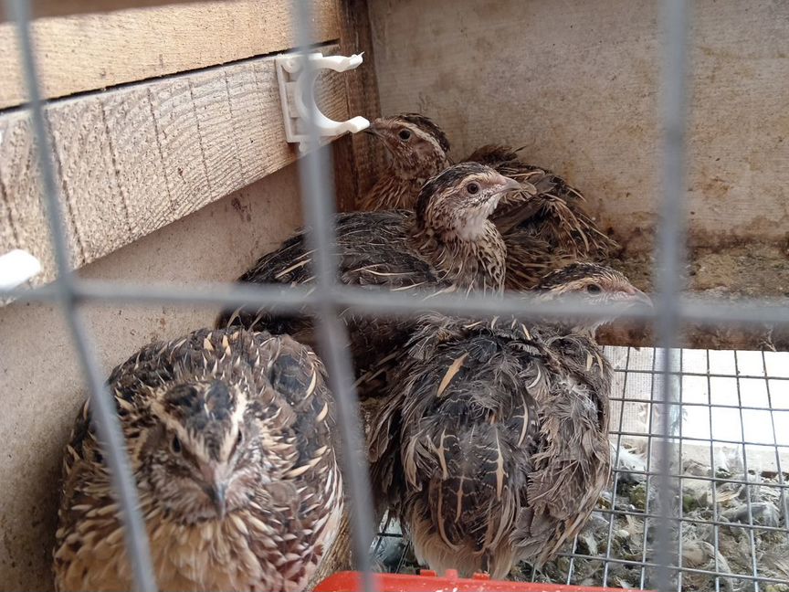 Продам перепелов