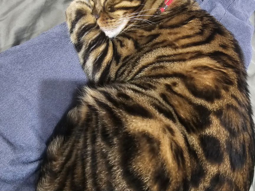 Кошка в дар бесплатно