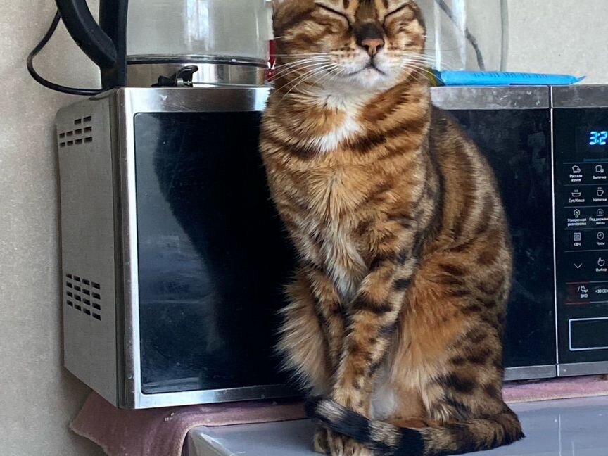 Бенгальская кошка в добрые руки