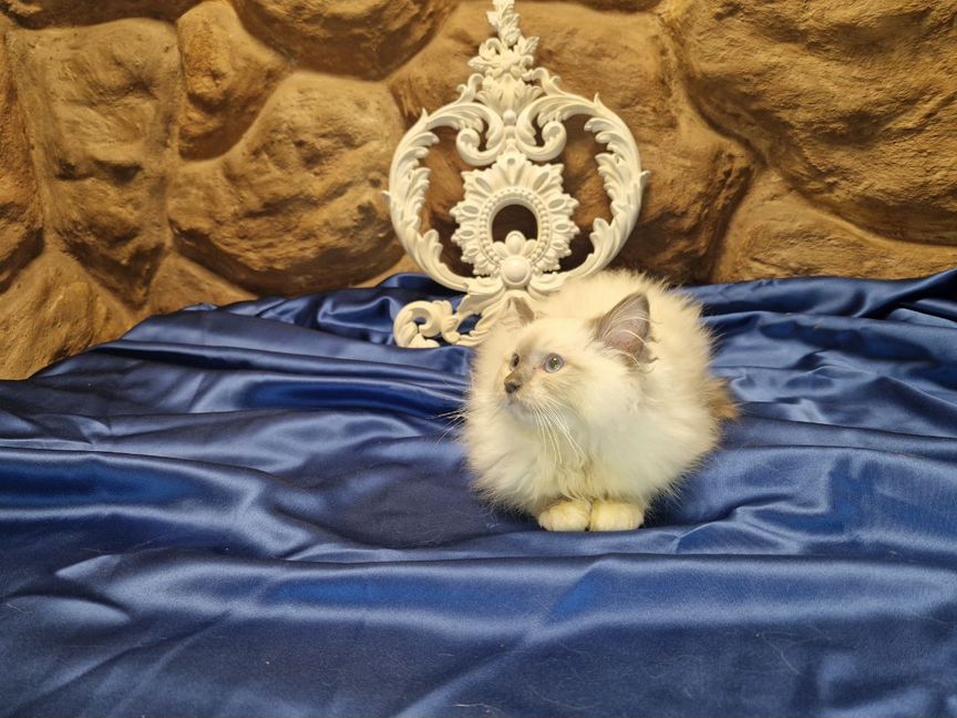 Котенок регдолл (тряпичная кукла) девочка