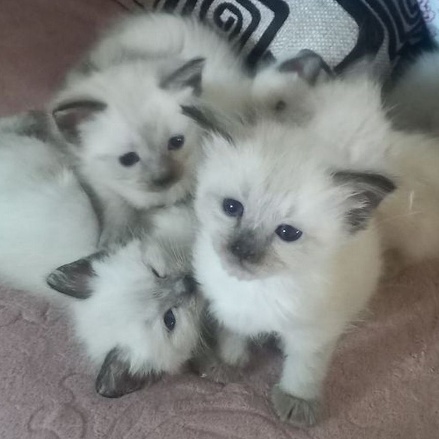 Котята