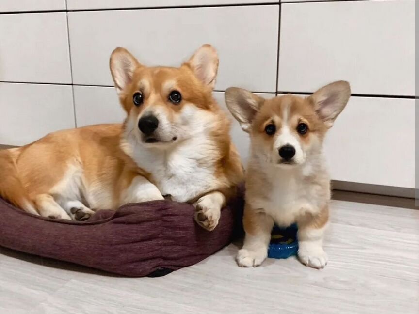 Вельштерьер