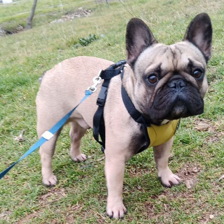 Французский бульдог