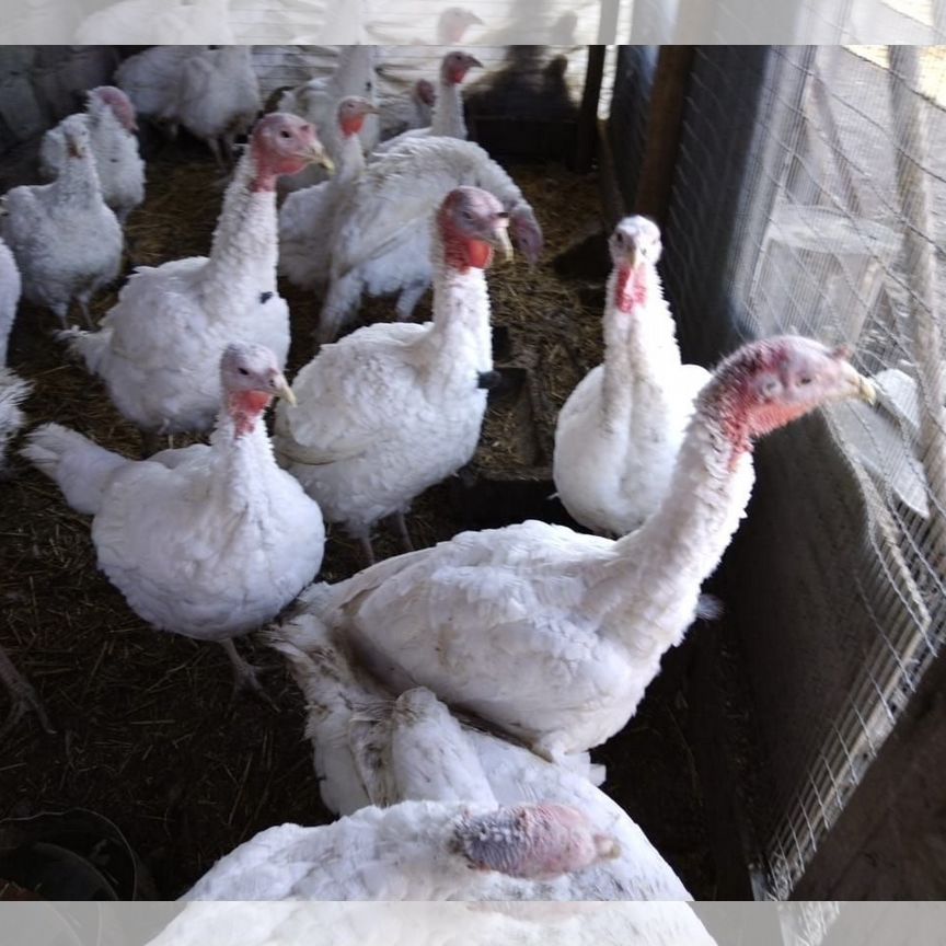 Индюки домашние