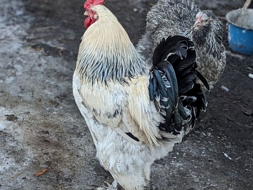 Куры и петухи брама