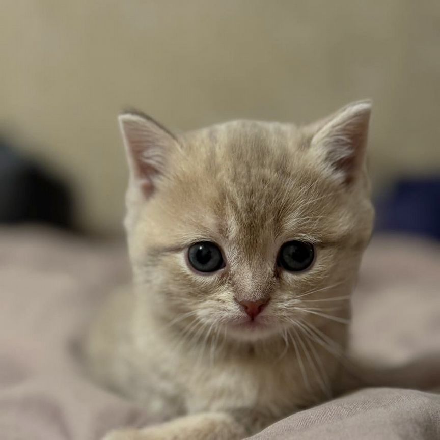 Шотландский прямоухий кот