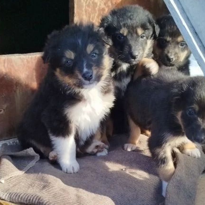 Щенок в добрые руки