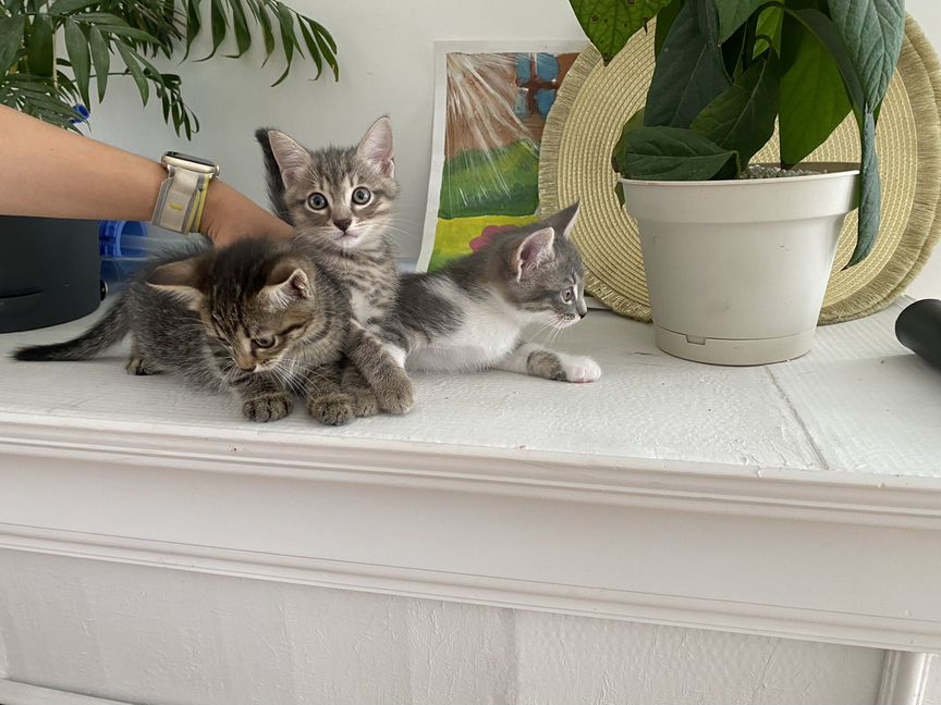 Котята в добрые руки