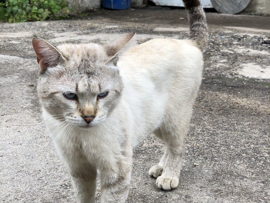 Кот в добрые руки