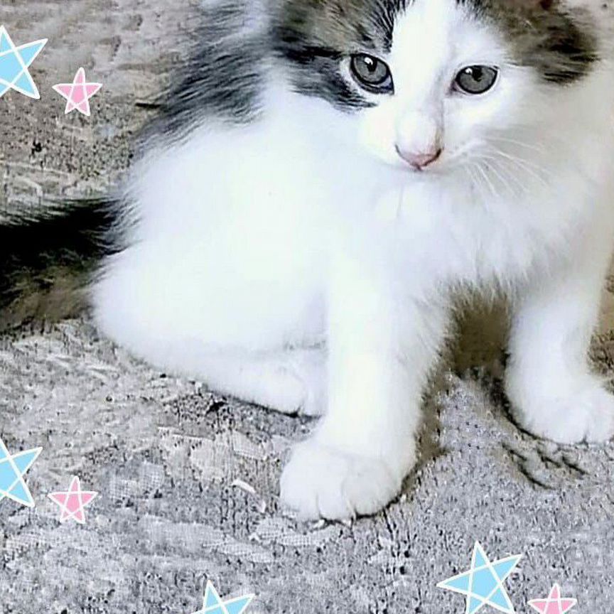 Пушистик мальчик 4 мес