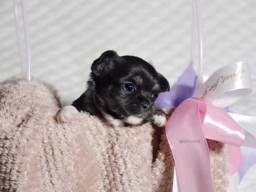 Породные детки чихуахуа дш из питомника