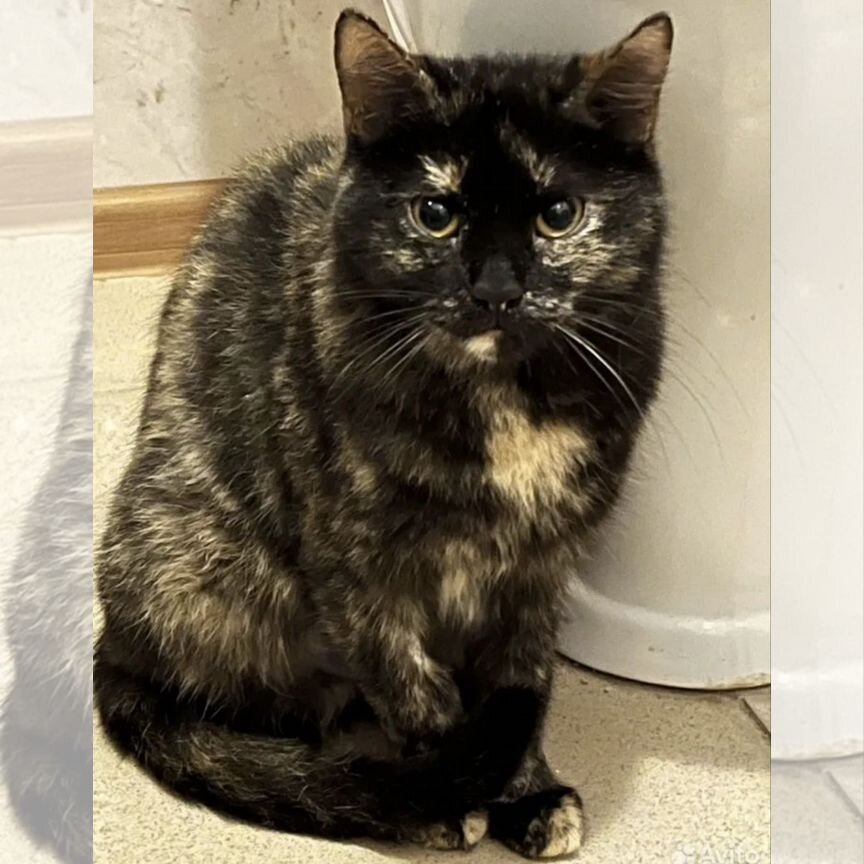 Британская короткошёрстная, взрослая кошка