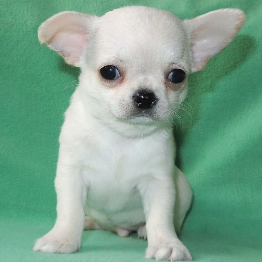 Чихуахуа, щенок