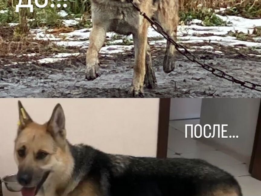 Молодая собака