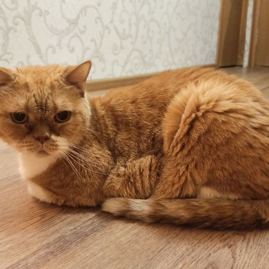 Отдам в добрые руки британскую кошку