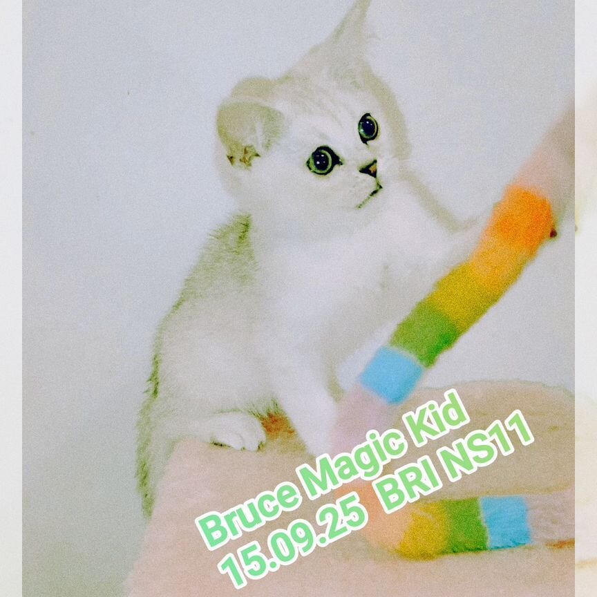 Британский короткошёрстный котёнок