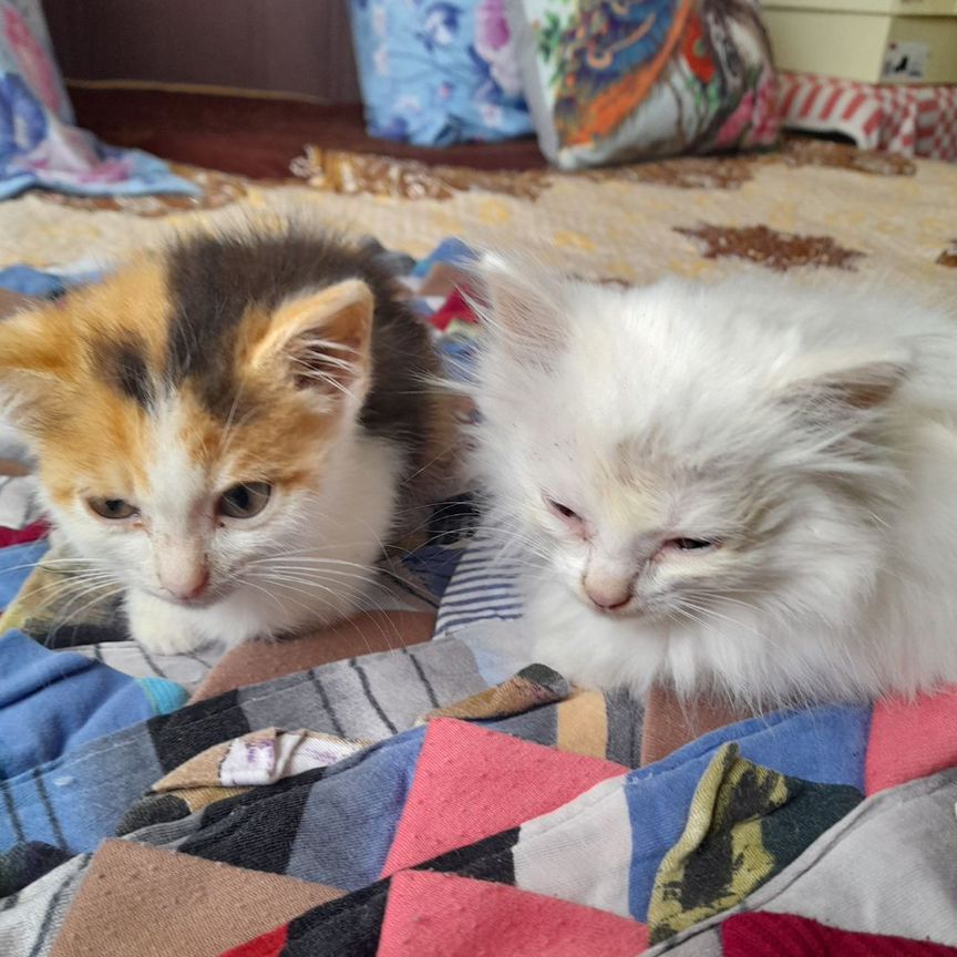Котята