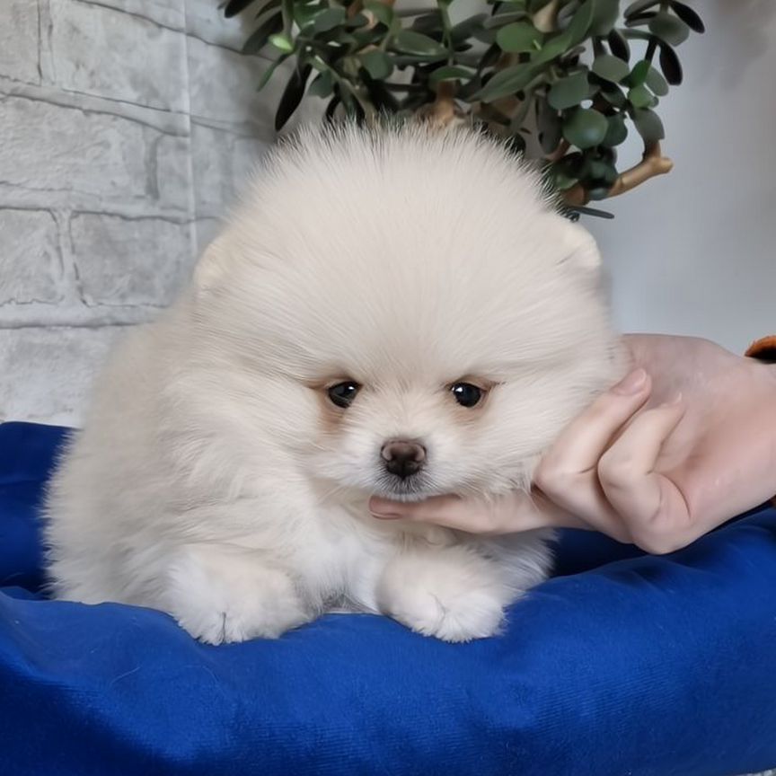 Померанский шпиц, щенок