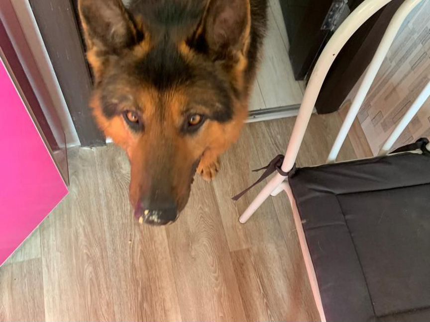 Собака в добрые руки отдам бесплатно