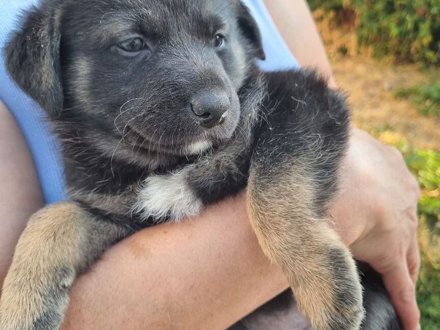 Щенуля Дина