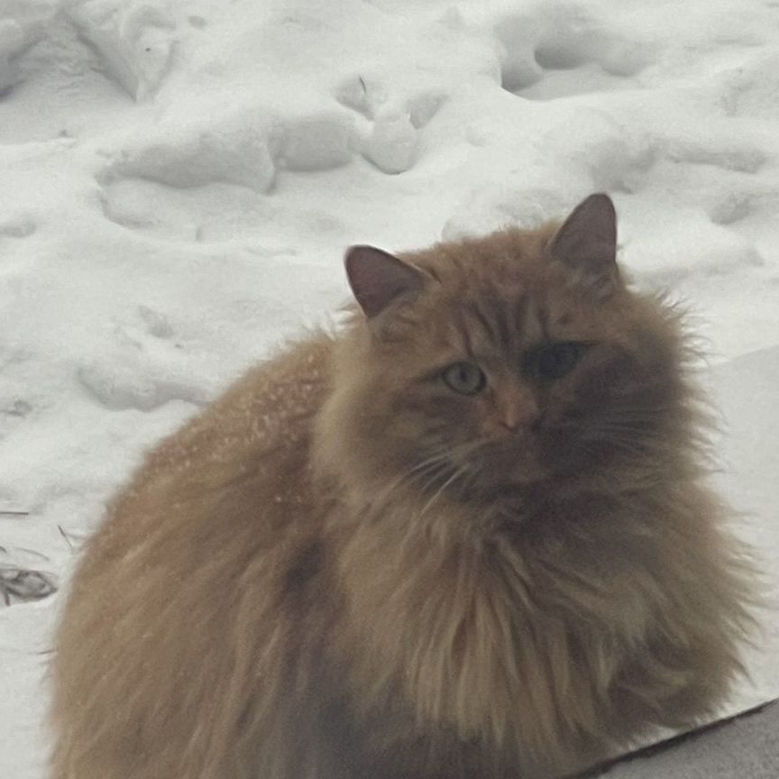 Отдаю кота