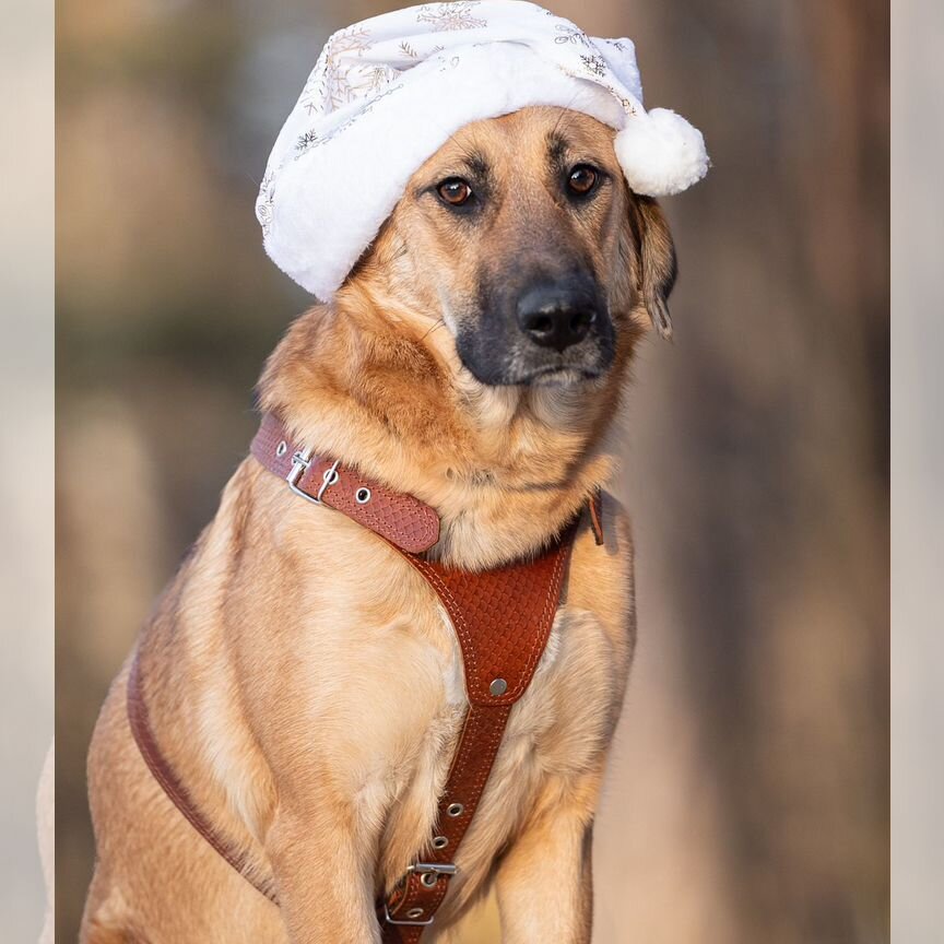 Взрослая собака в добрые руки