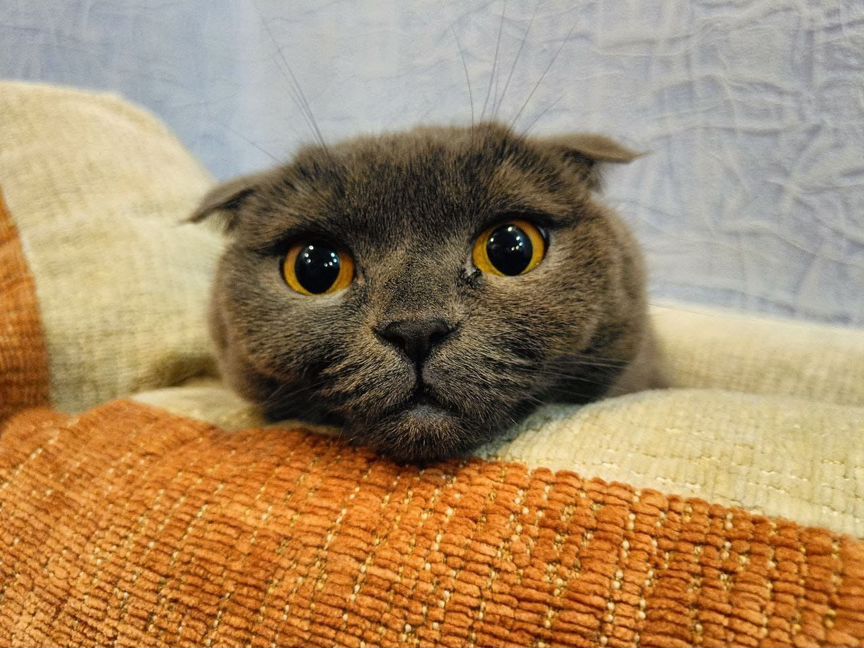 Пума. Шотландская кошечка-интроверт