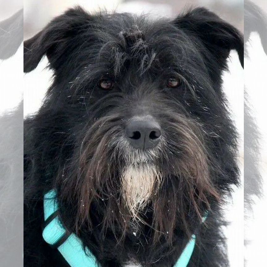 Очаровательный Герман в дар