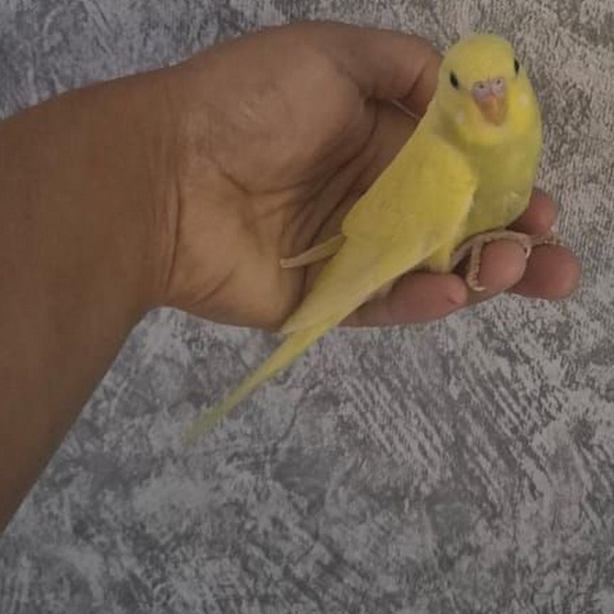 Птенцы волнистый попугай