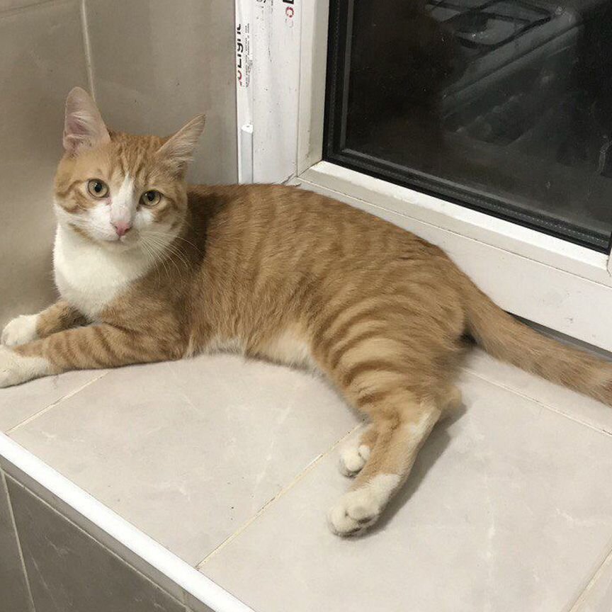 Взрослый кот в добрые руки