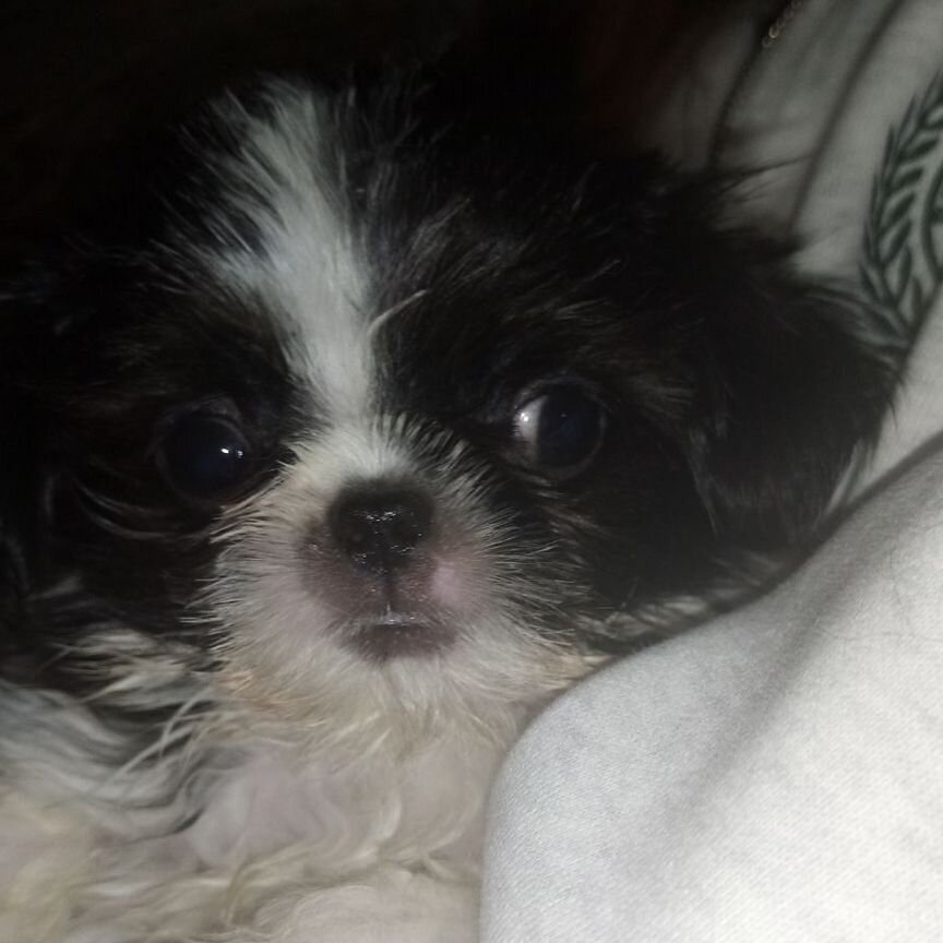 Ши-тцу, щенок