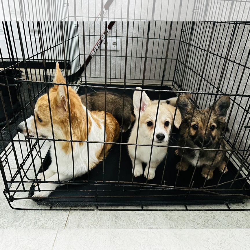 Вельш Корги Пемброк, щенок