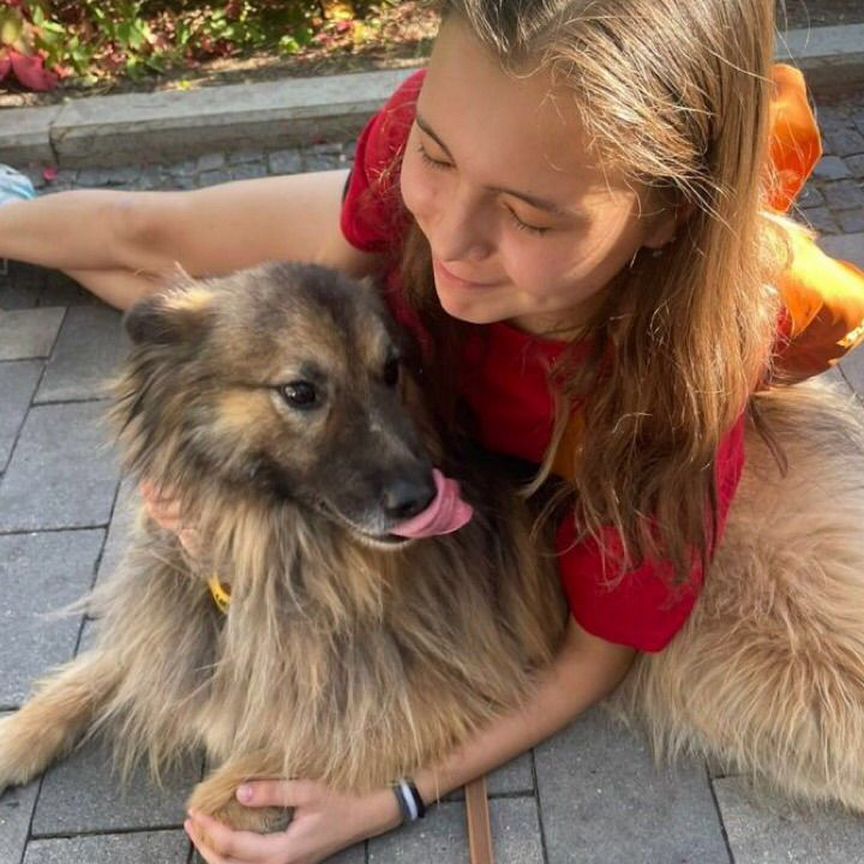 Вольф шпиц из приюта бесплатно в добрые руки