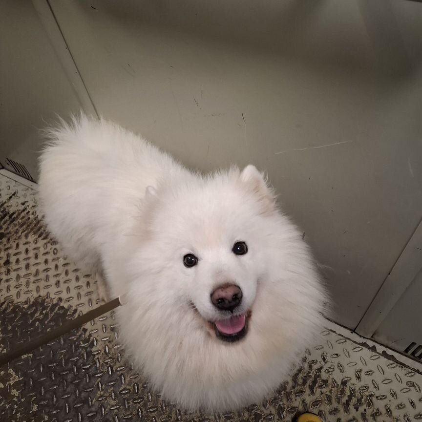 Самоедская лайка