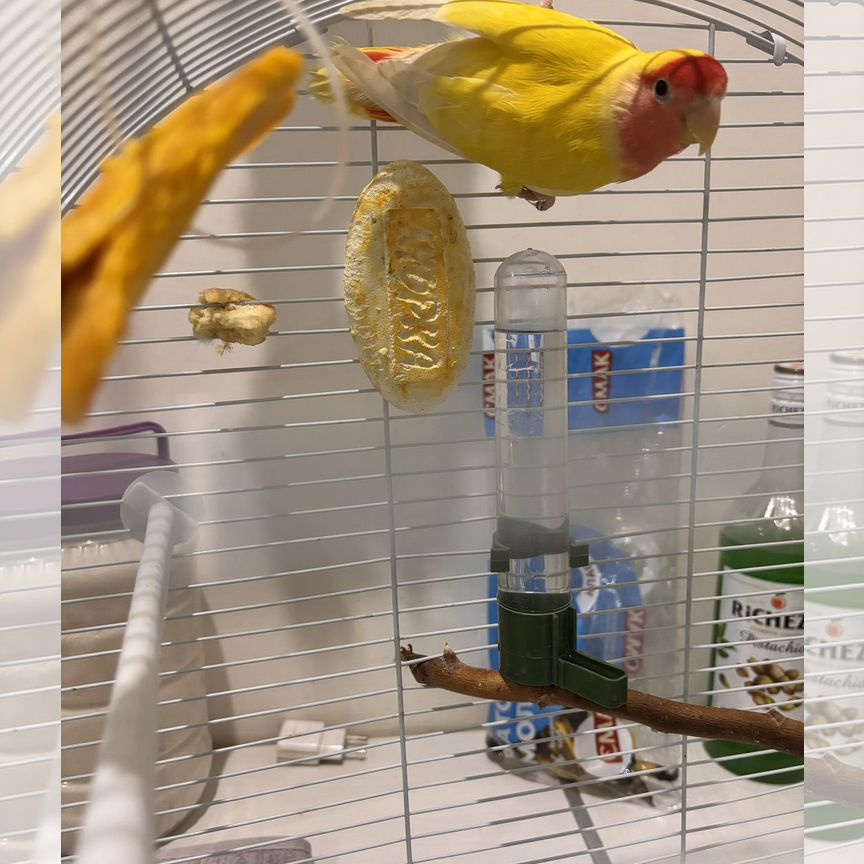 Попугай неразлучник с клеткой