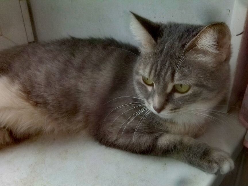 Кошечка Барсюша в добрые руки