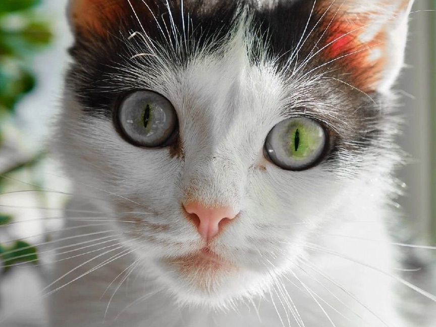 Прекрасная кошечка-компаньон Муренна