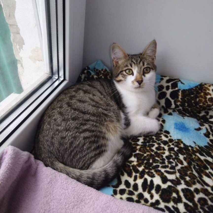 Чудесный котенок Санька, 6 мес