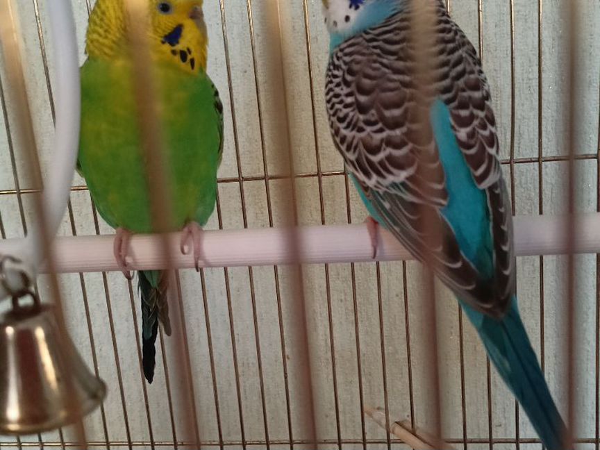 Волнистые попугаи и Петухи