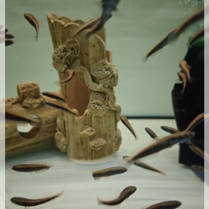 Змееголов император Барито Красный