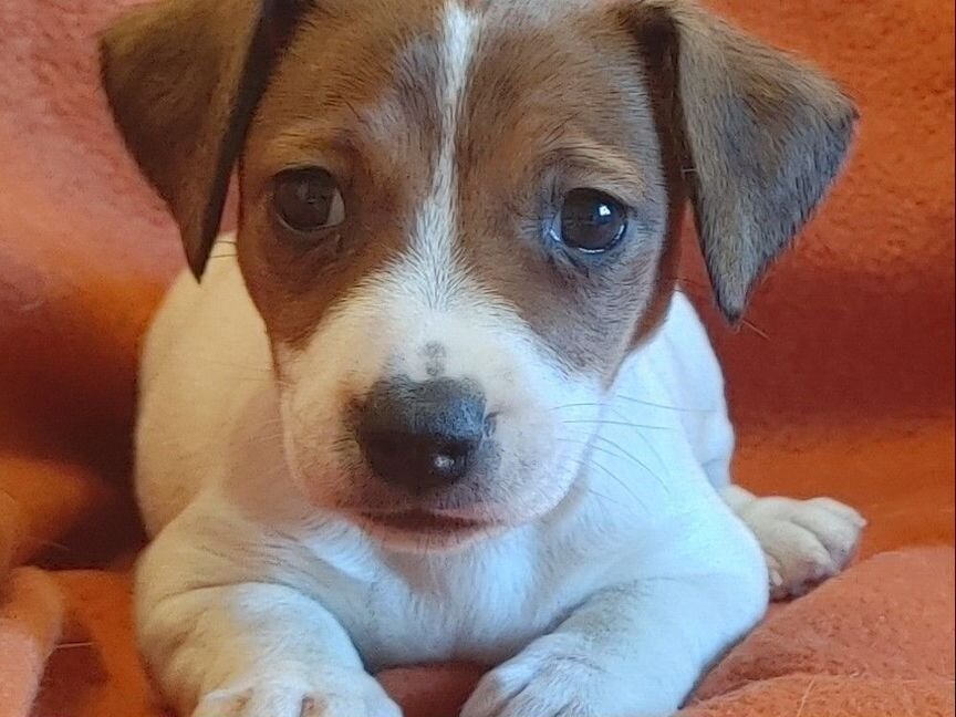 Джек Рассел терьер отличные щенки