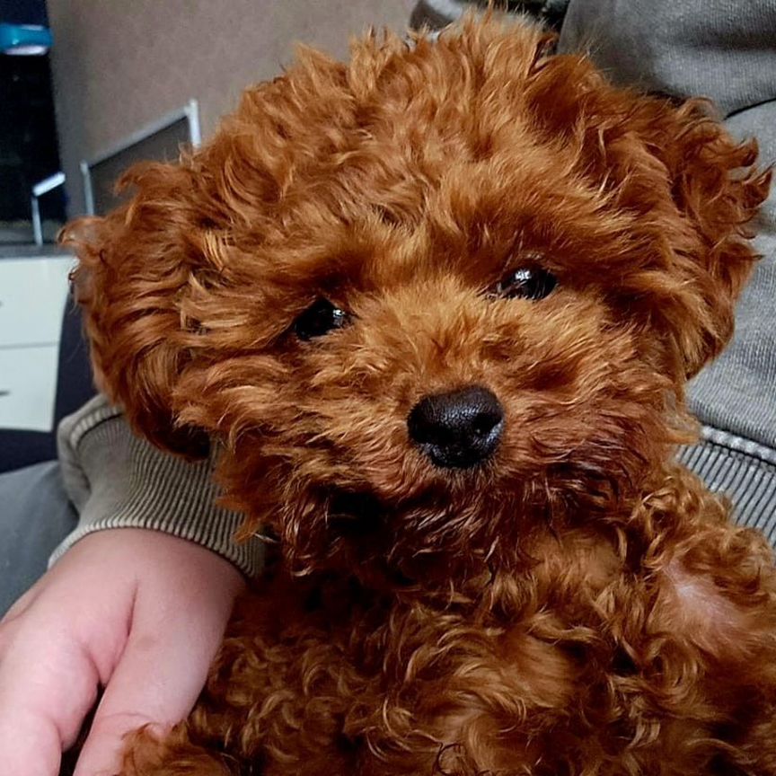 Той-пудель, щенок