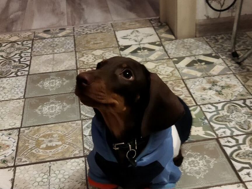 Куртка для таксы